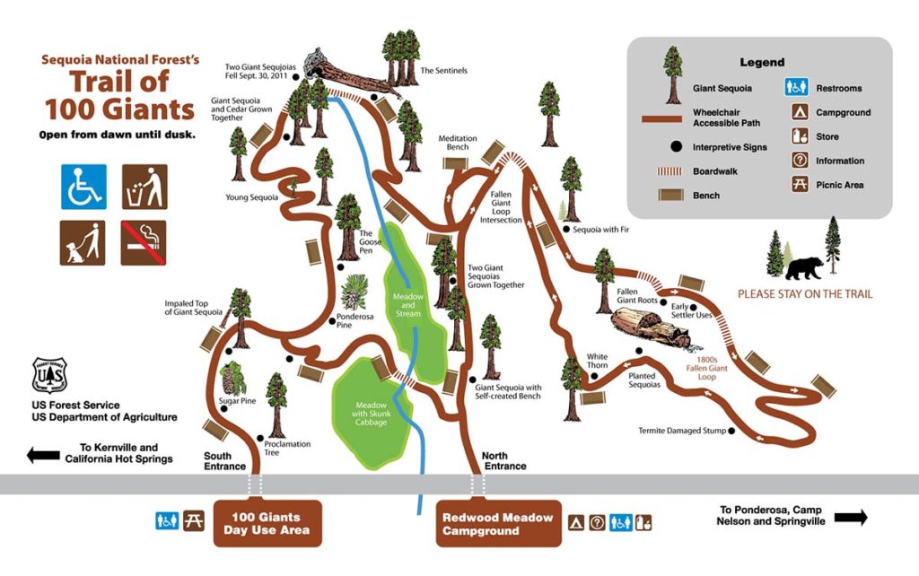 Trail of 100 Giants | Giant Sequoia